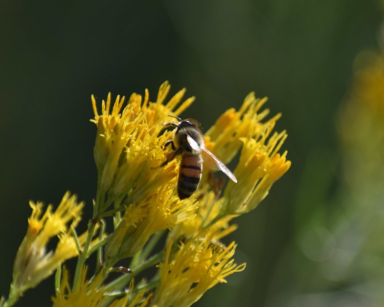 Busy Bees - Ryan Davison